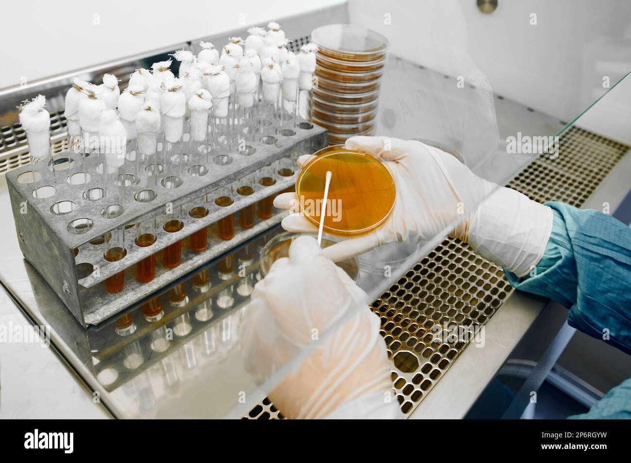 Laboratorian investigates sample in Petri dish at test tubes Stock ...