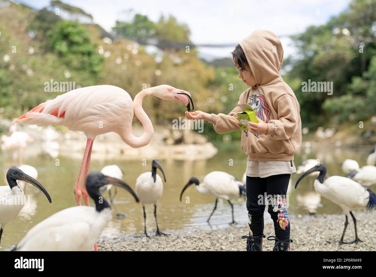 Young girl hand-feeding a flamingo at Neo Park, Nago City, Okinawa ...