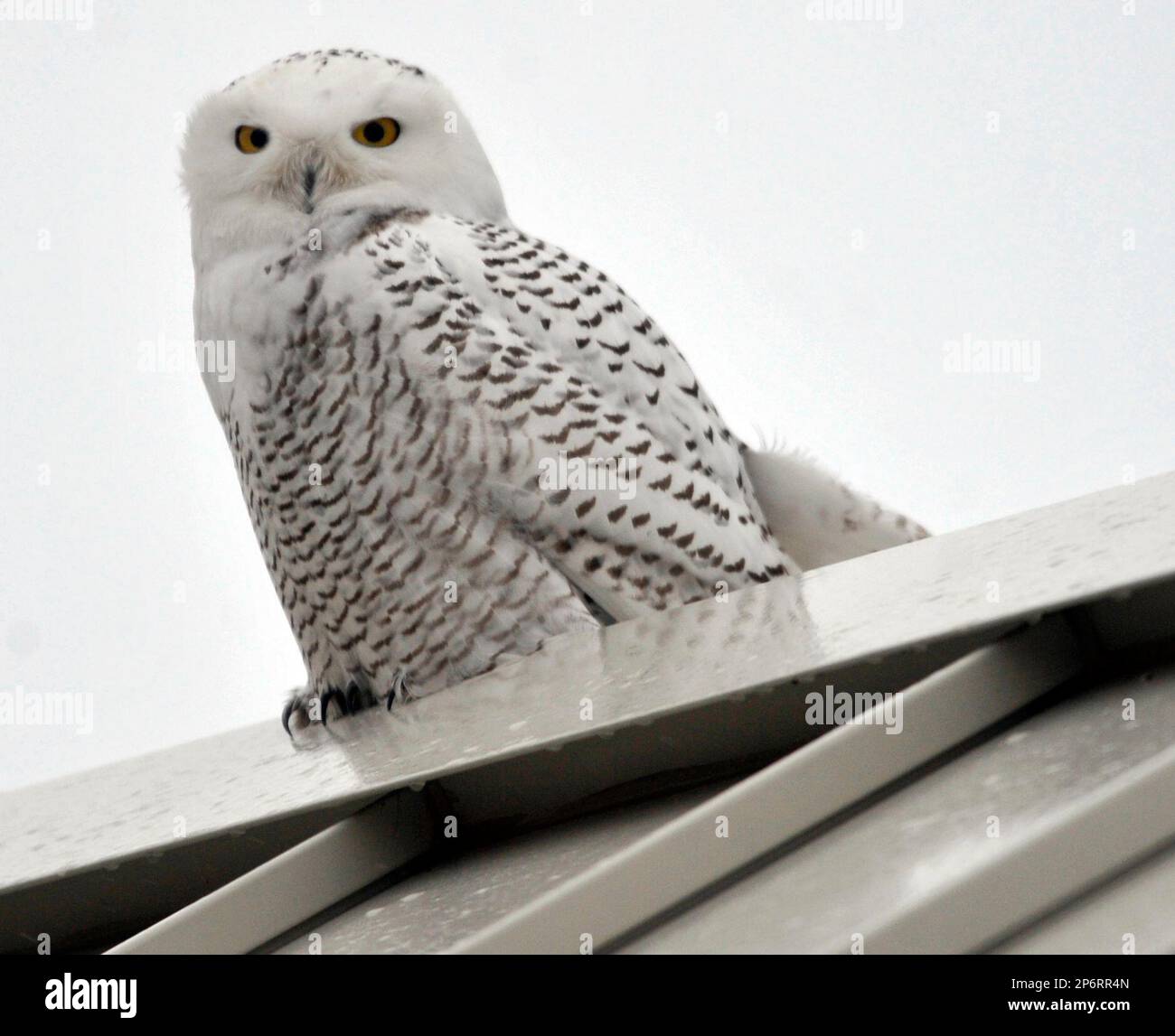 In this Dec 22, 2011 file photo, a snowy owl perches on the roof of the ...