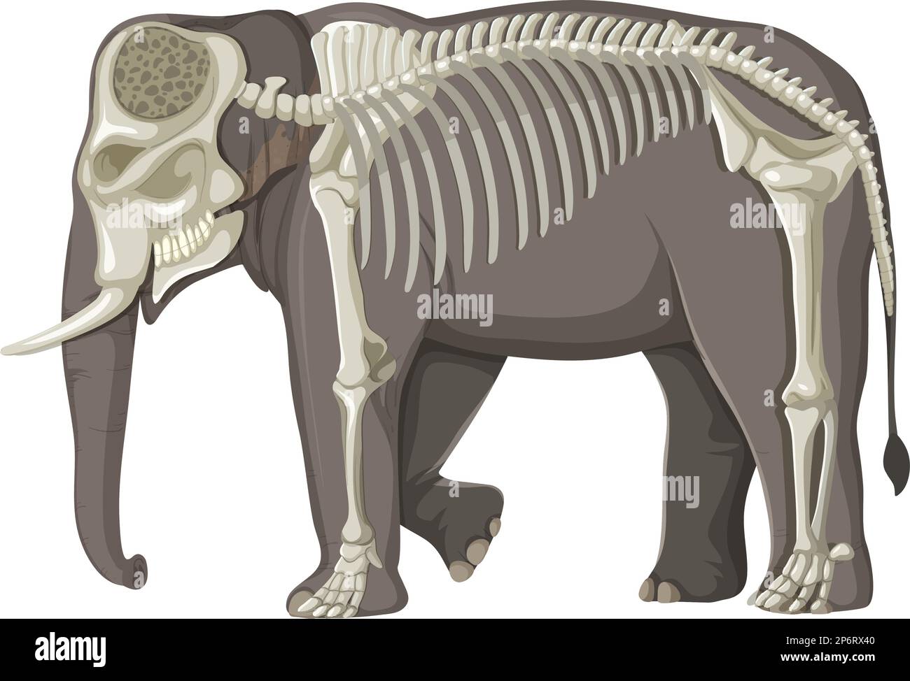 The elephant skeleton on white background illustration Stock Vector ...