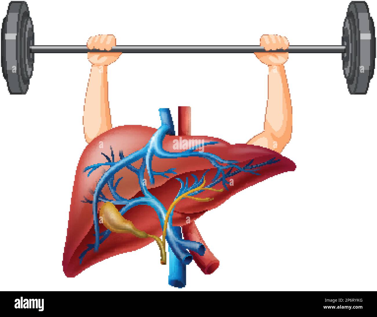 Two organs Stock Vector Images - Alamy