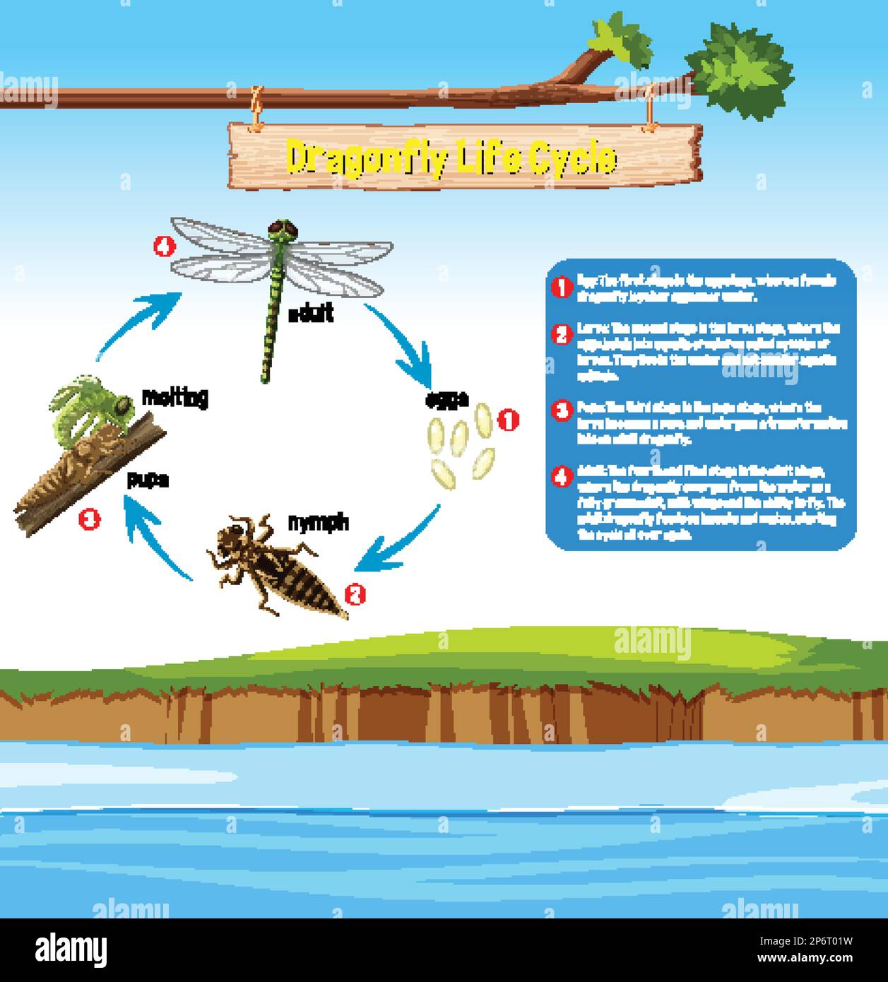 Dragonfly Life Cycle Infographic illustration Stock Vector Image & Art ...