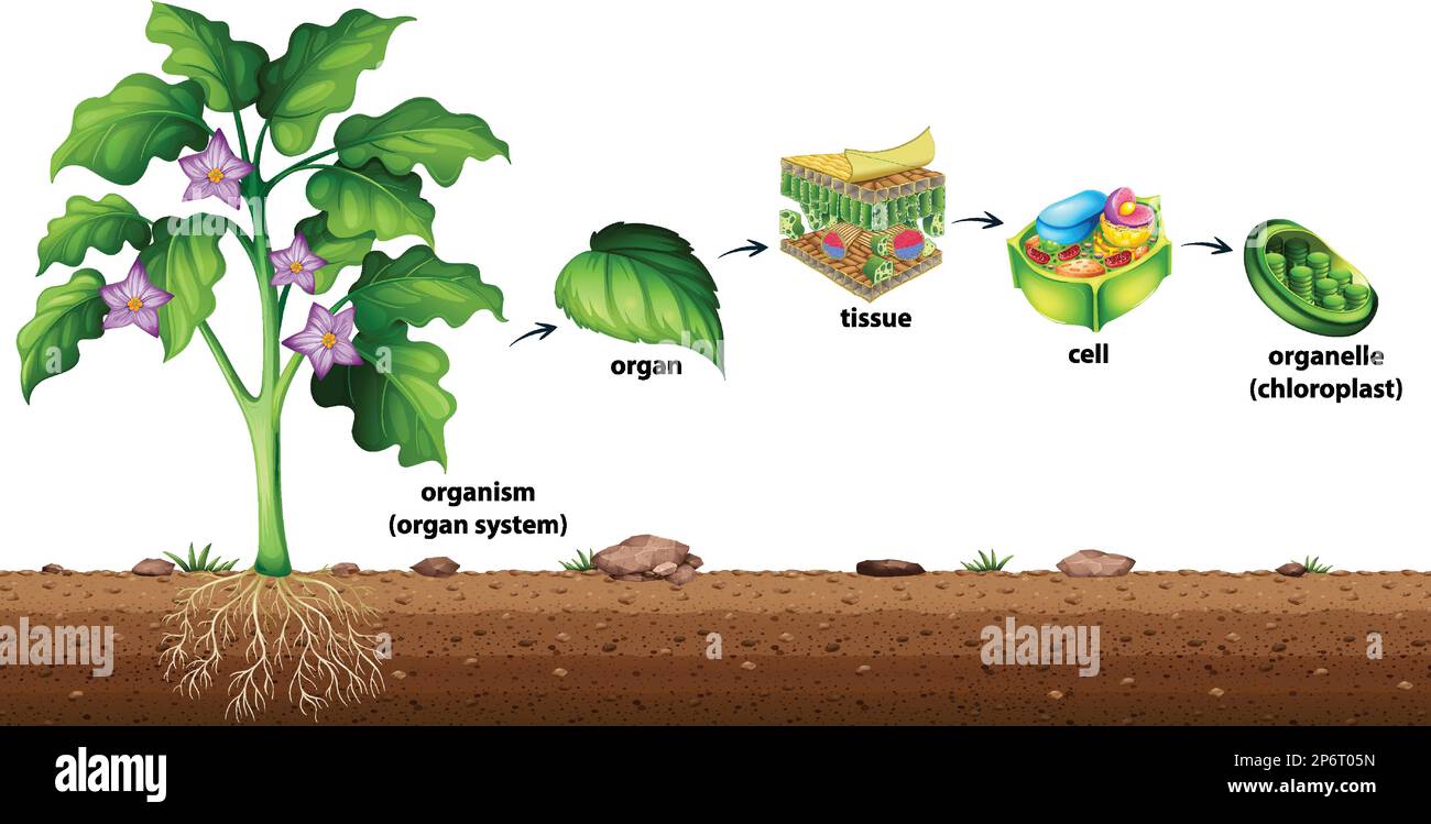 Cell organisation in plants illustration Stock Vector Image & Art - Alamy