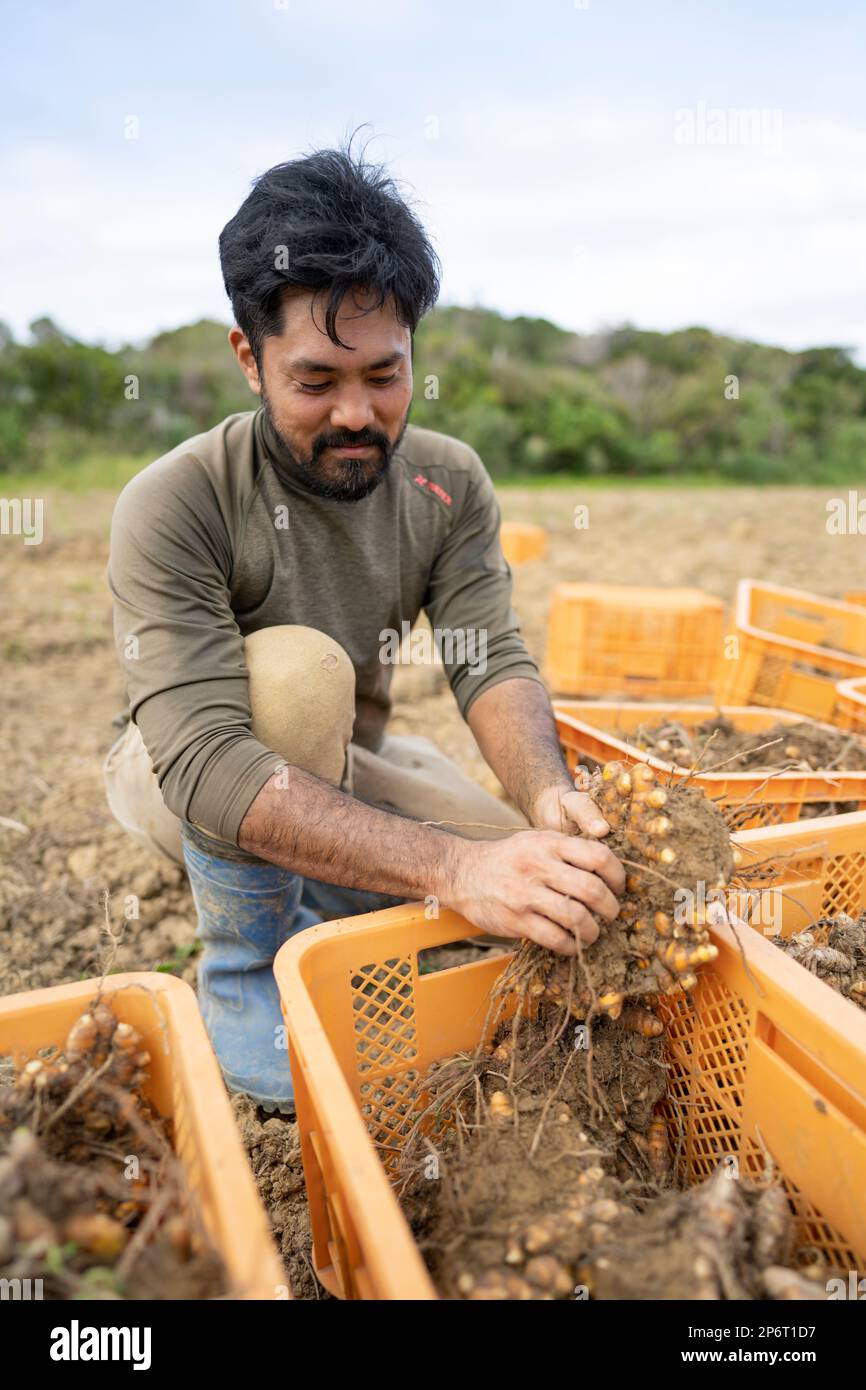 Turmeric (Curcuma longa) farming in Okinawa, Japan Stock Photo - Alamy