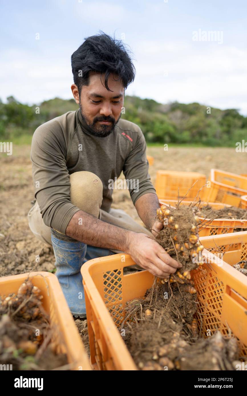 Turmeric (Curcuma longa) farming in Okinawa, Japan Stock Photo - Alamy