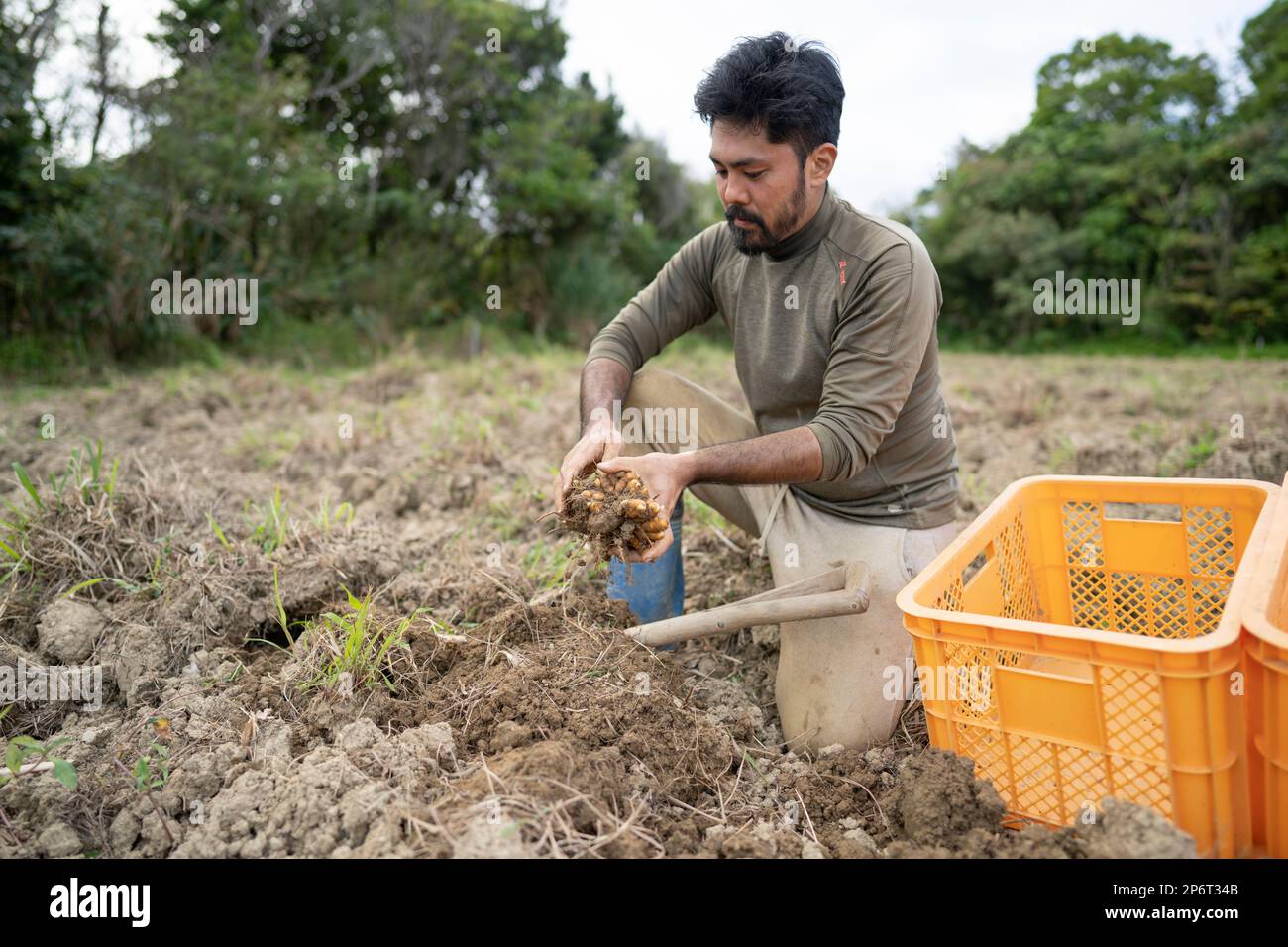 Turmeric (Curcuma longa) farming in Okinawa, Japan Stock Photo - Alamy