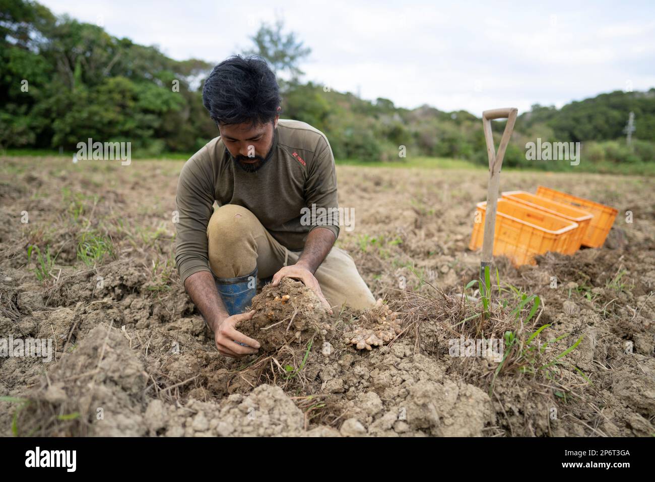 Turmeric (Curcuma longa) farming in Okinawa, Japan Stock Photo - Alamy