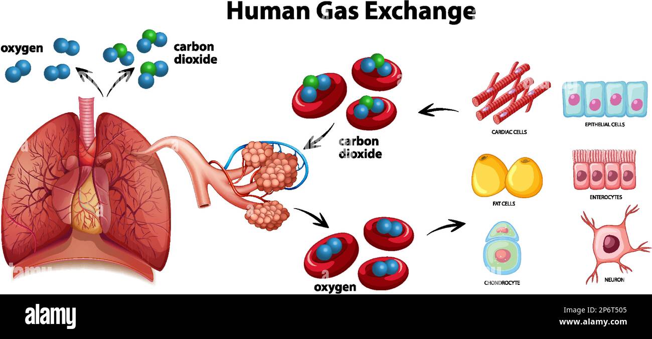 Human Gas Exchange Diagram Vector illustration Stock Vector Image & Art ...