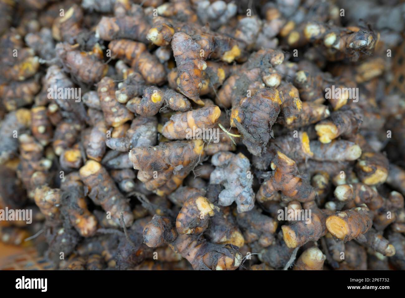 Turmeric (Curcuma longa) farming in Okinawa, Japan Stock Photo - Alamy