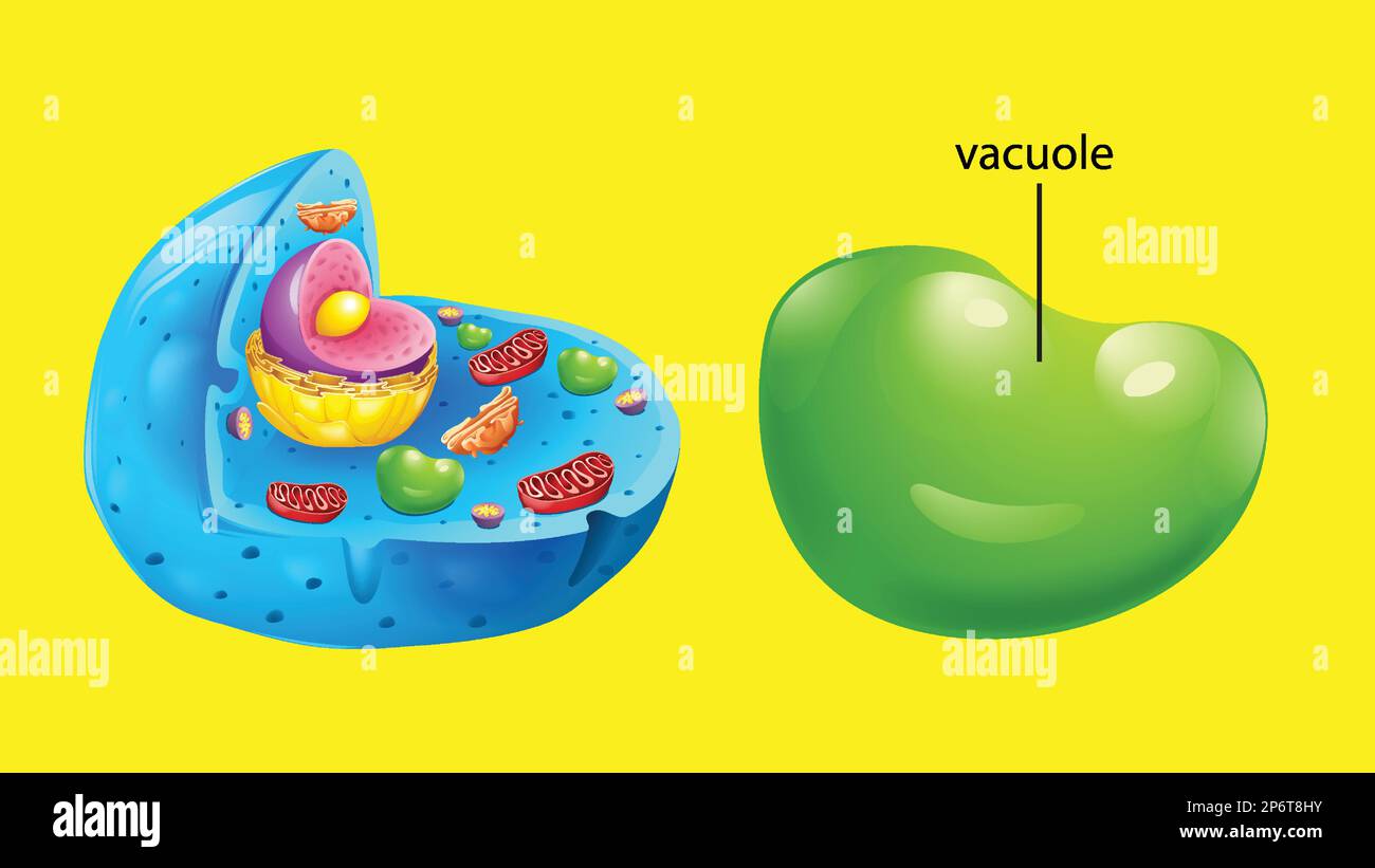 Animal cell anatomy structure illustration Stock Vector Image & Art - Alamy