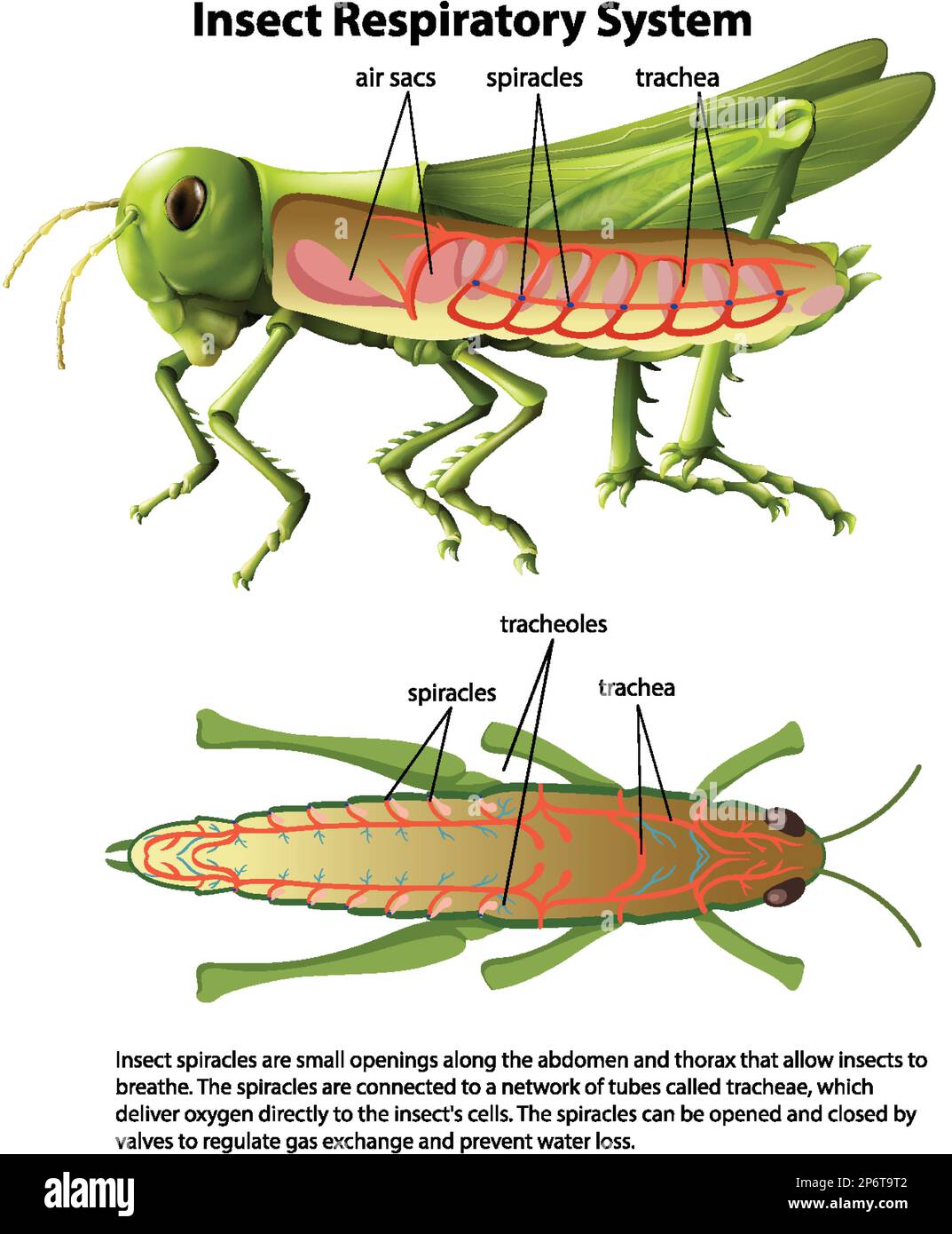 Grasshopper respiratory system diagram illustration Stock Vector Image ...
