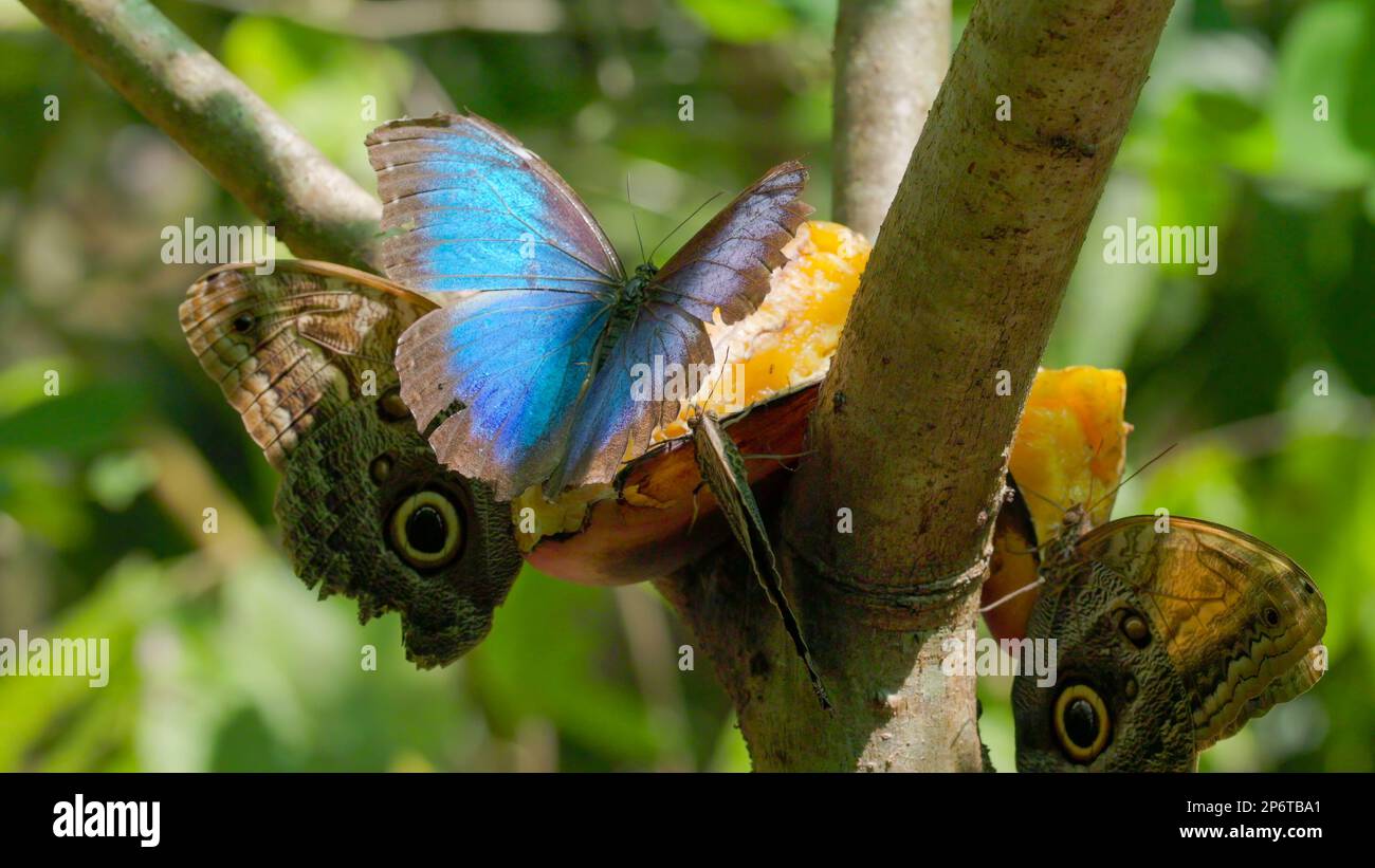 close up of a blue morpho butterfly opening wings while eats banana ...