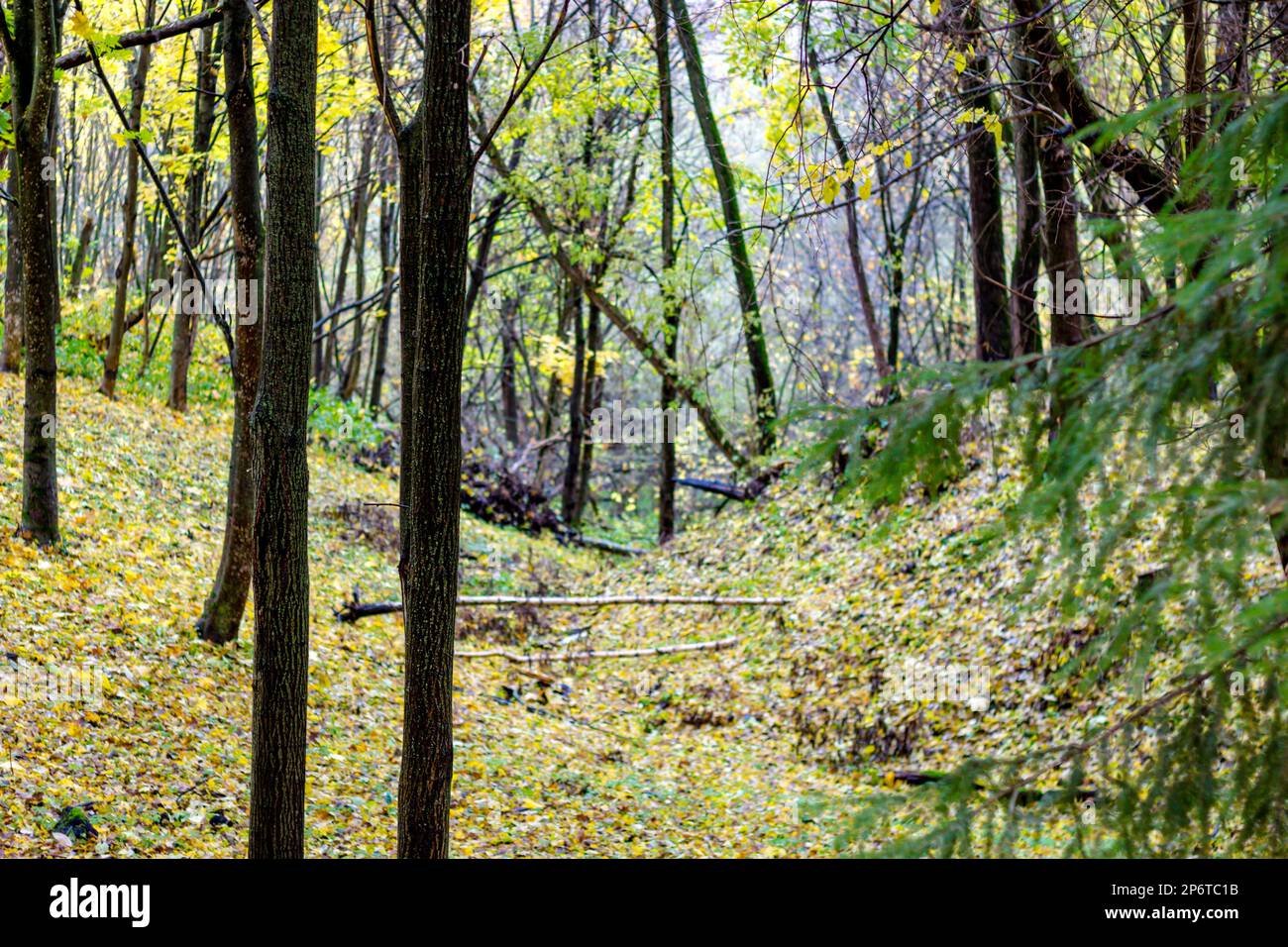 The ravine in autumn Stock Photo - Alamy