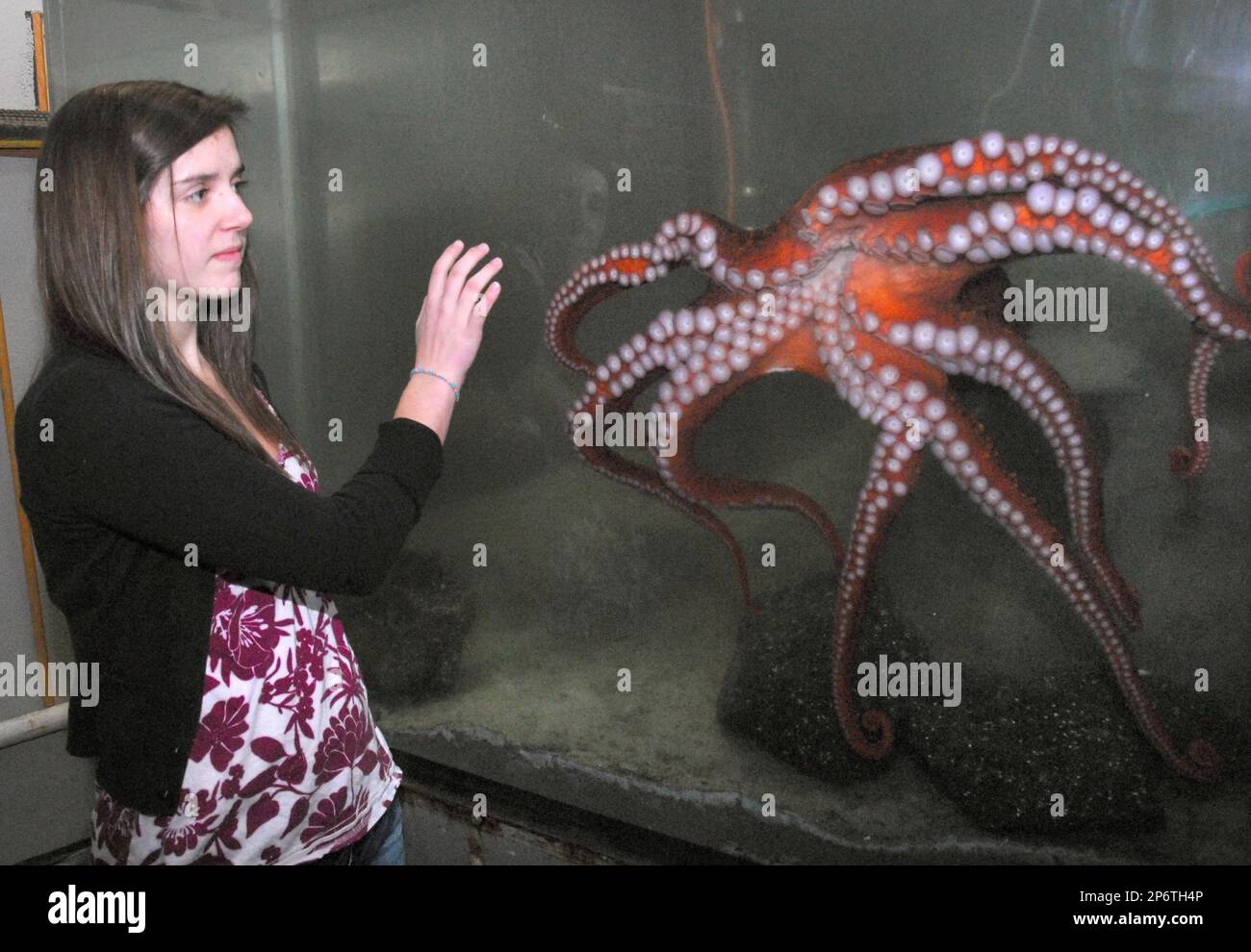 In this Dec. 21, 2011 photo, Megan Gustafson looks at Ariel, a giant ...
