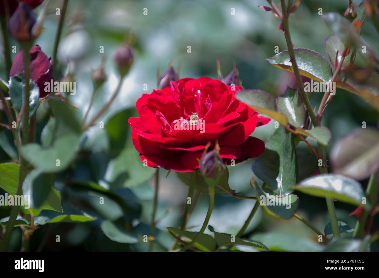 Thorned rose photo hi-res stock photography and images - Alamy