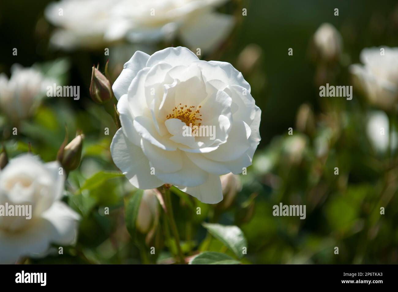 Thorned rose photo hi-res stock photography and images - Alamy