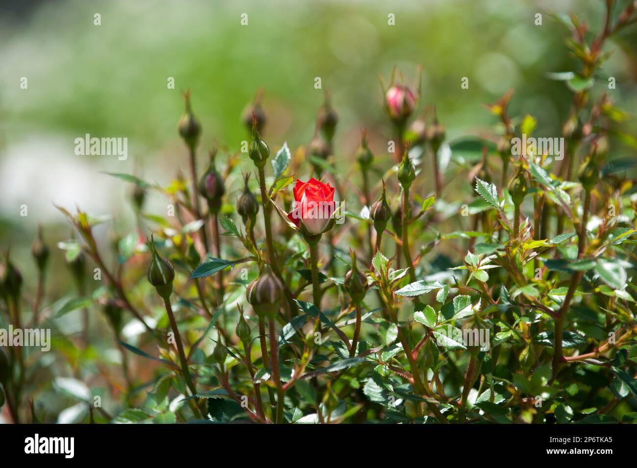 thorned rose photo,rose flower in morning dew,water droplets on a ...