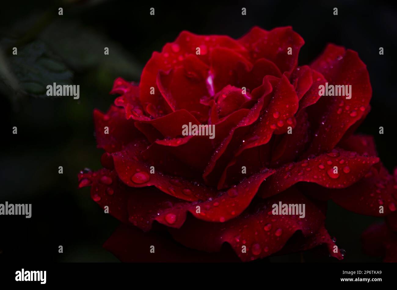 Thorned rose photo hi-res stock photography and images - Alamy