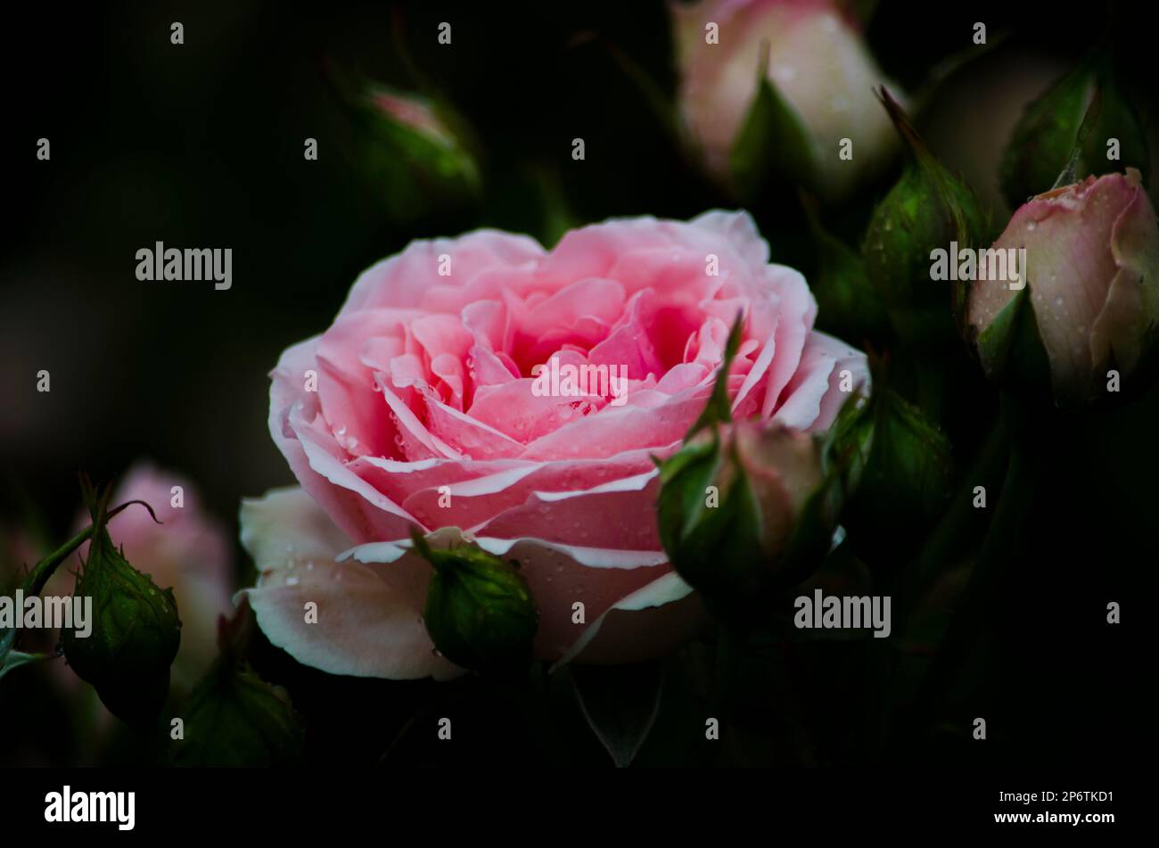 Thorned rose photo hi-res stock photography and images - Alamy