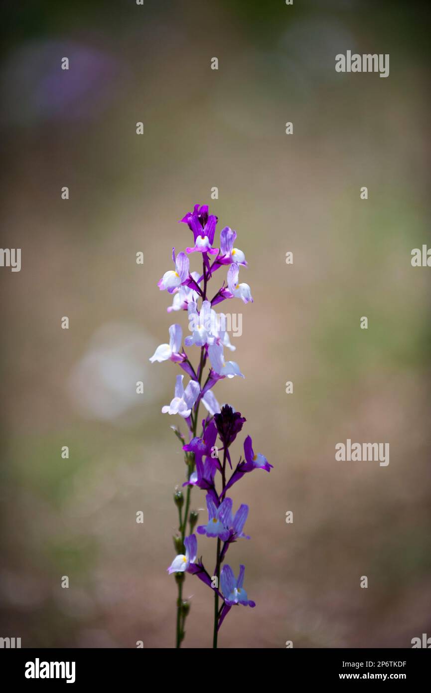 Thorned rose photo hi-res stock photography and images - Alamy