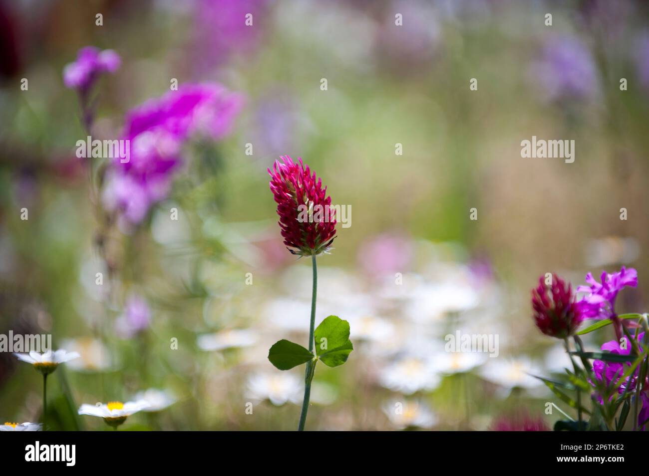 Thorned rose photo hi-res stock photography and images - Alamy