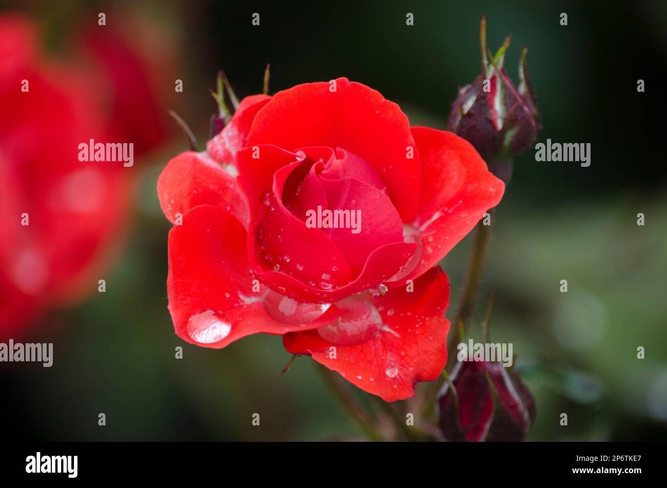 Thorned rose photo hi-res stock photography and images - Alamy