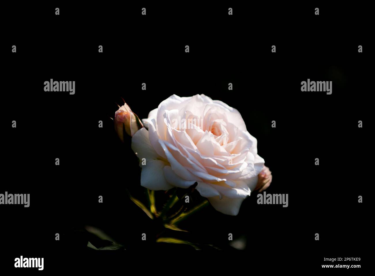 Thorned rose photo hi-res stock photography and images - Alamy