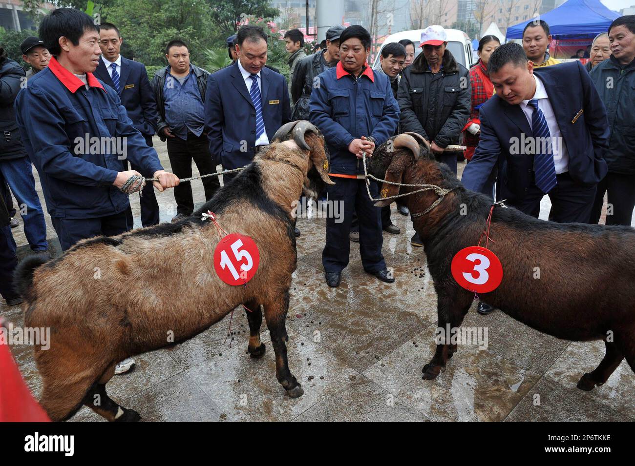People show off their big-ear sheep during a traditional beautiful ...
