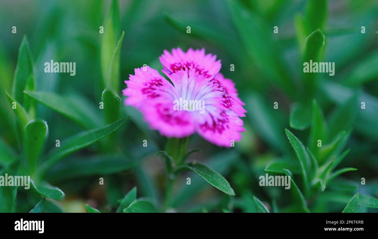 Thorned rose photo hi-res stock photography and images - Alamy