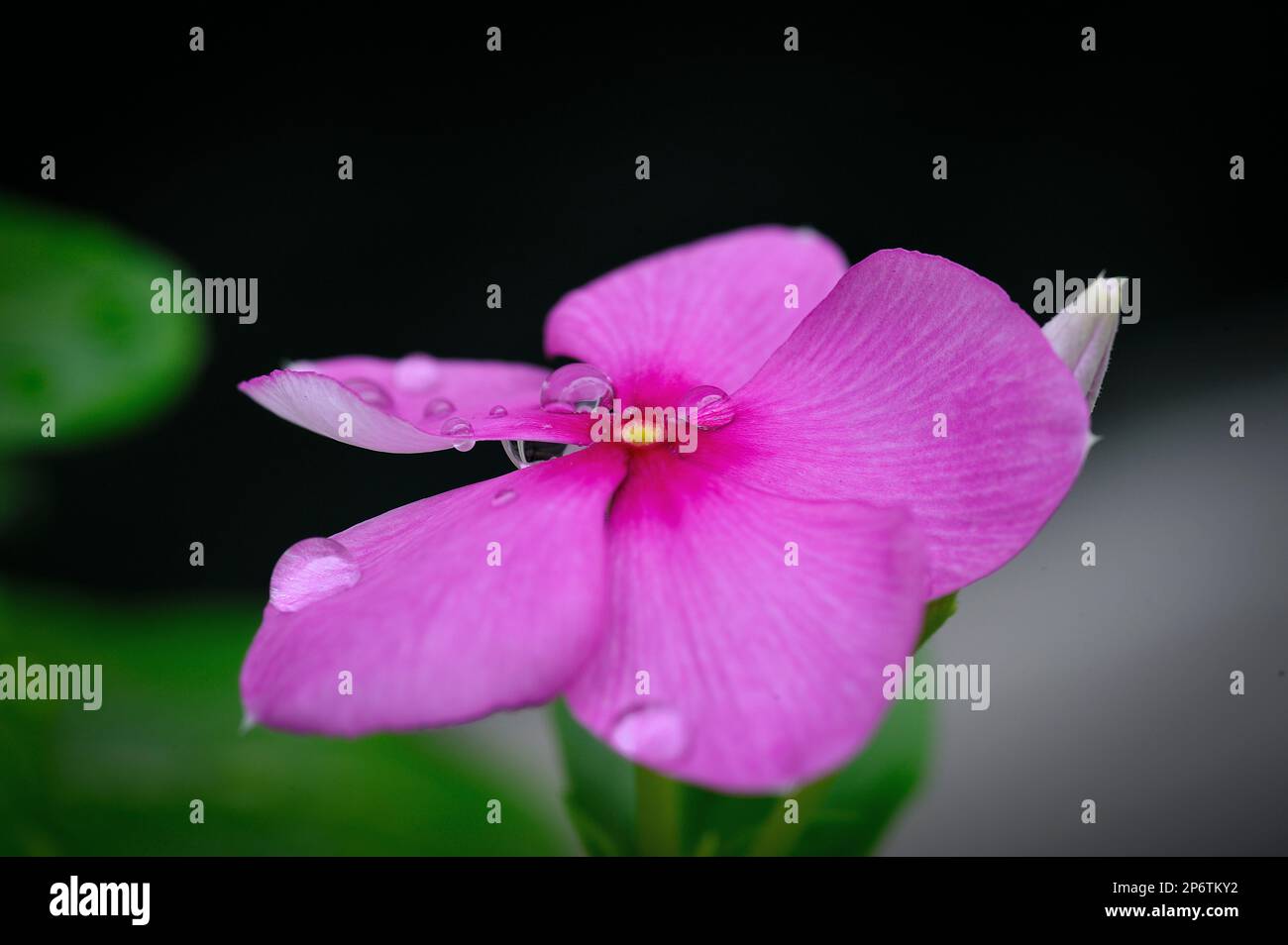 Thorned rose photo hi-res stock photography and images - Alamy