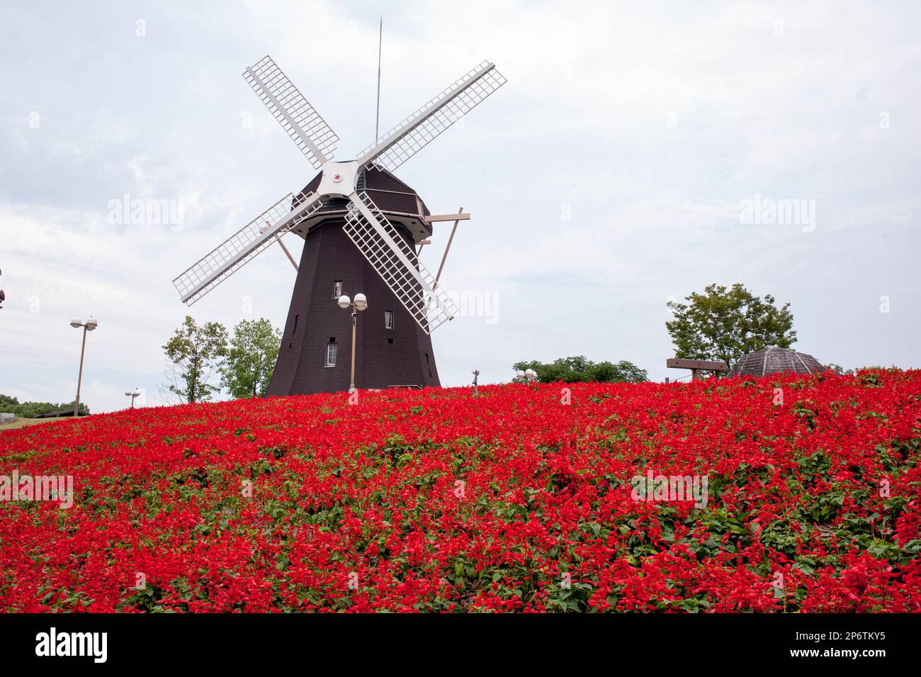 thorned rose photo,rose flower in morning dew,water droplets on a ...