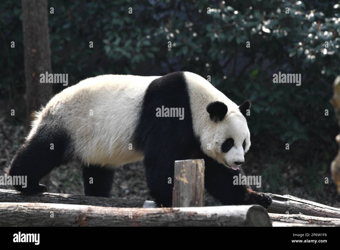 Cute giant pandas enjoy spring time at Nanjing Hongshan Forest Zoo ...