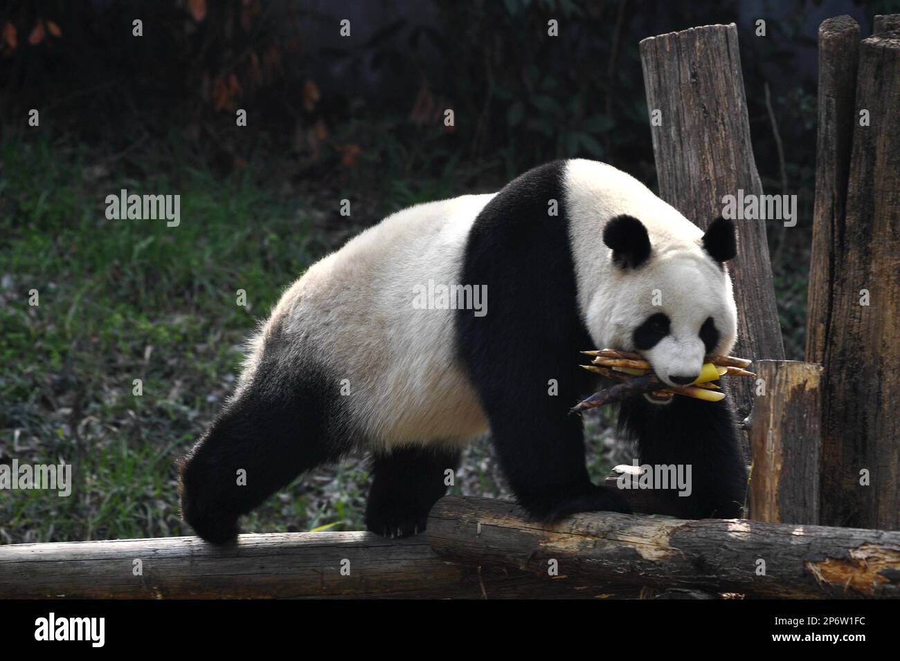Cute giant pandas enjoy spring time at Nanjing Hongshan Forest Zoo ...