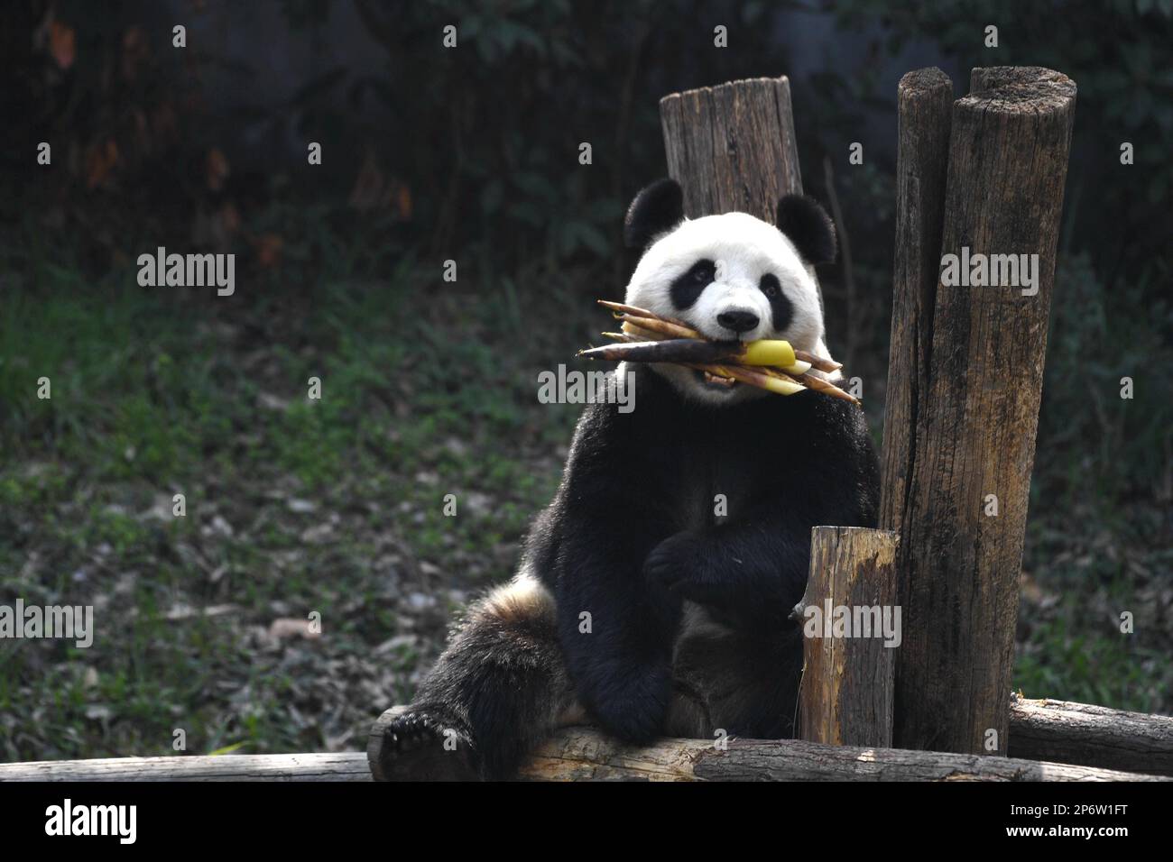 Cute giant pandas enjoy spring time at Nanjing Hongshan Forest Zoo ...