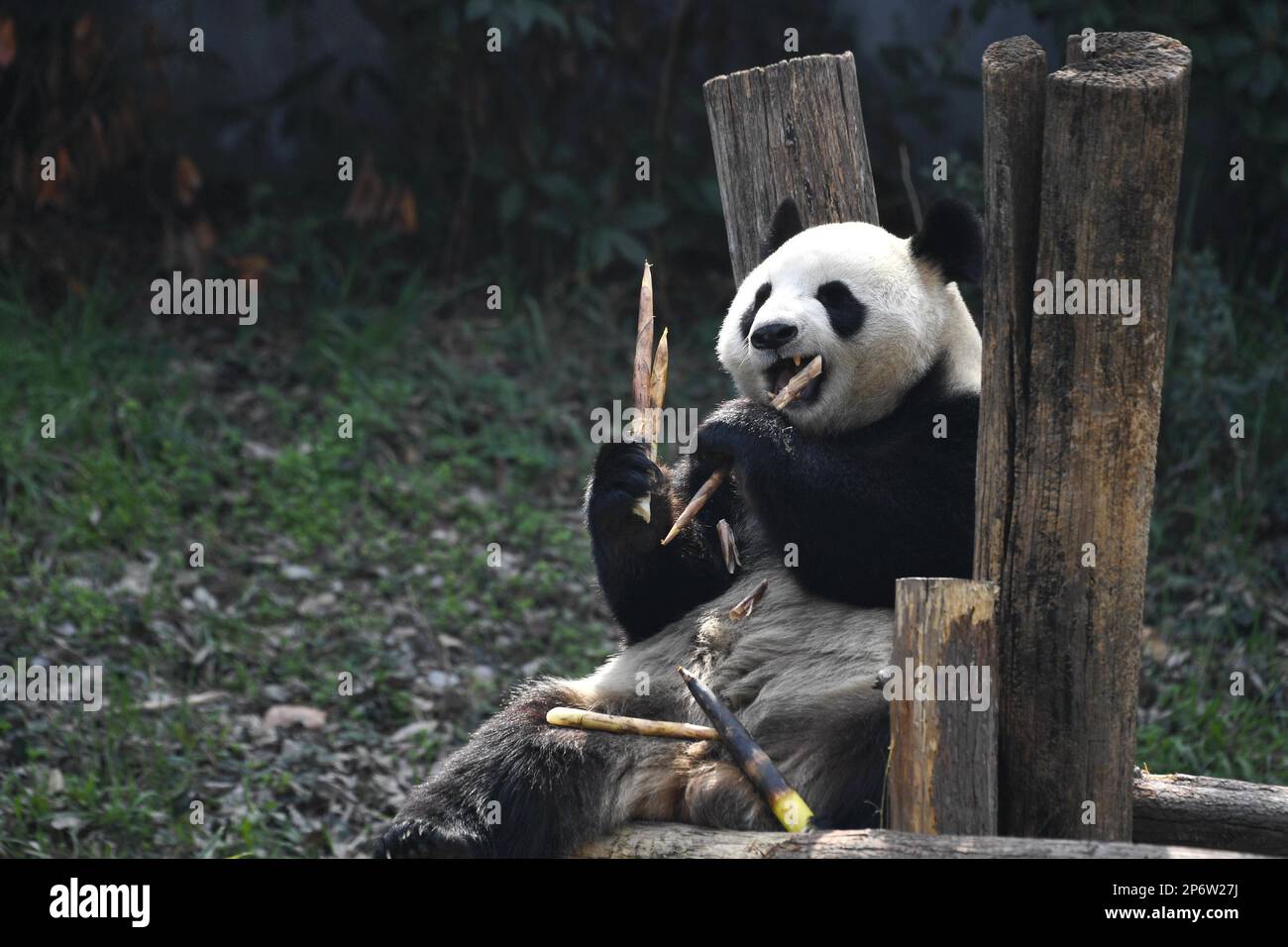 Cute giant pandas enjoy spring time at Nanjing Hongshan Forest Zoo ...