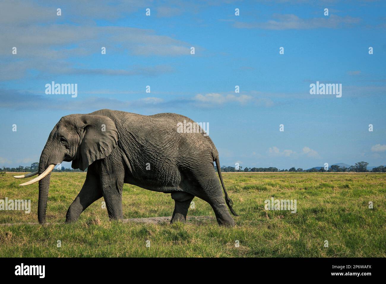 Elephant angola hi-res stock photography and images - Alamy