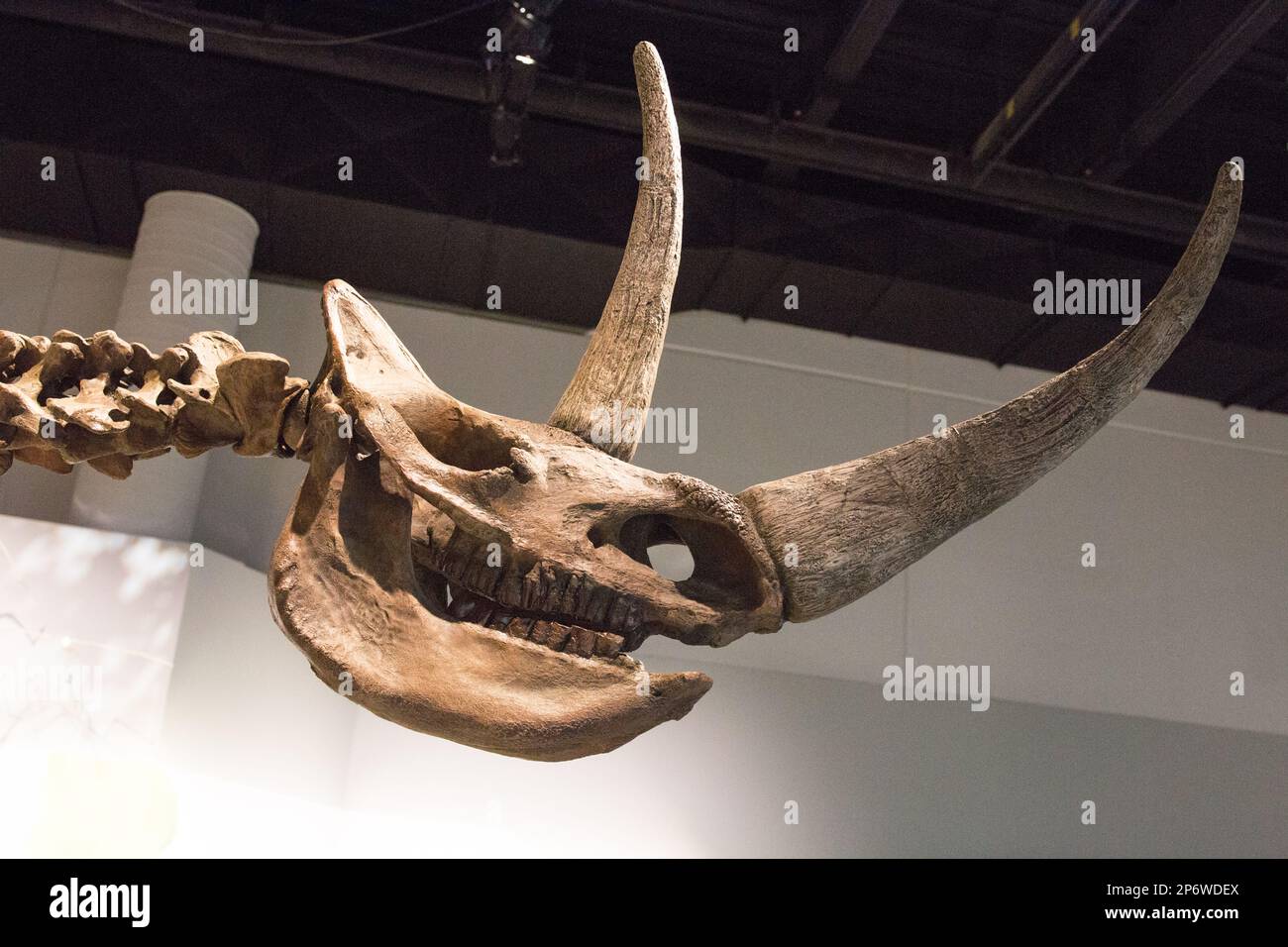 Triceratops fossils hi-res stock photography and images - Alamy