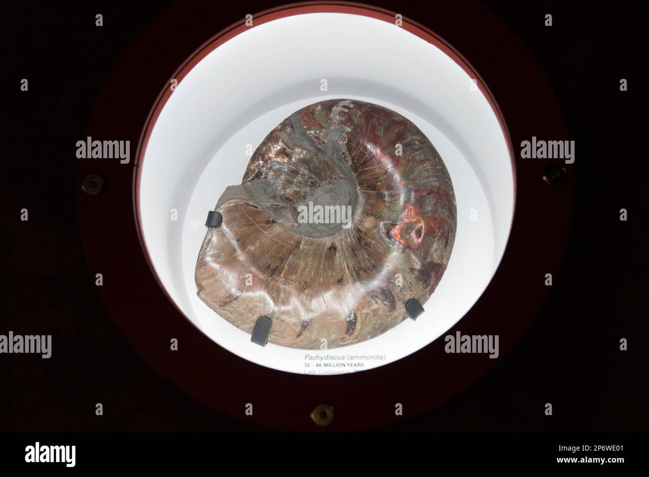 Sea shell fossils hi-res stock photography and images - Alamy