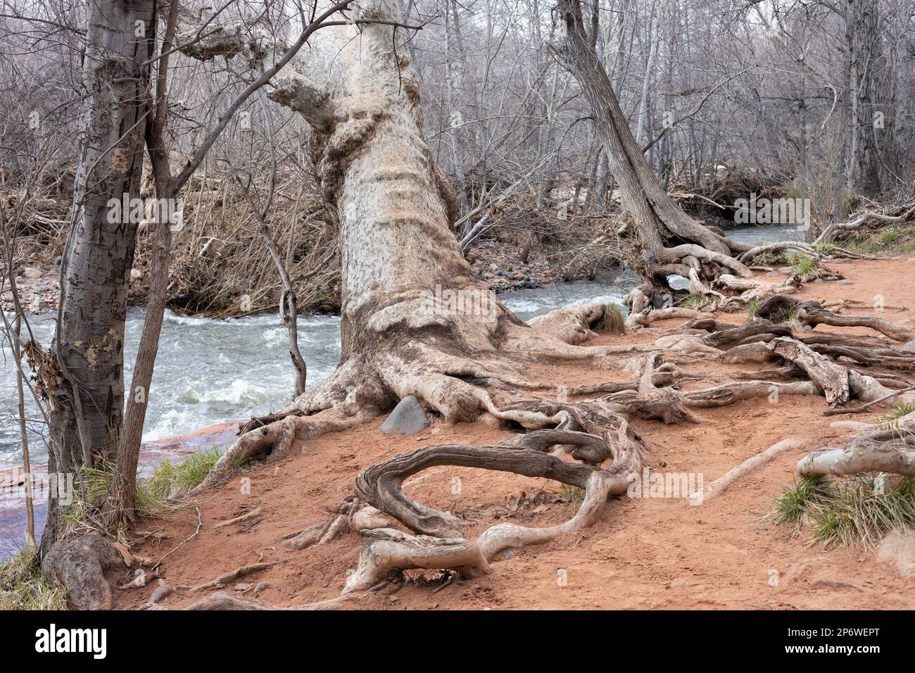 Gnarled and exposed roots on the bank of Oak Creek at Crescent Moon ...