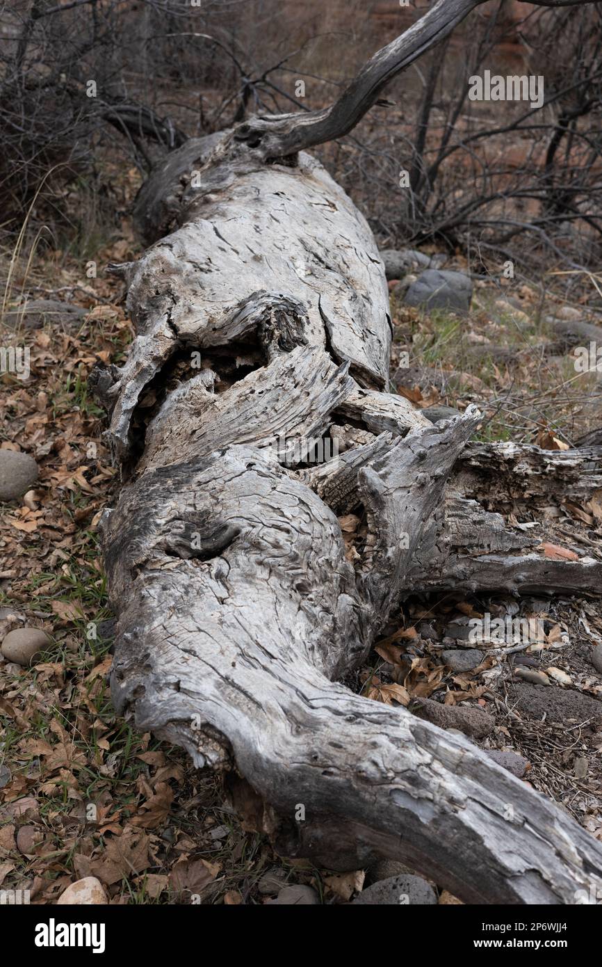 A fallen, twisted, old tree at Crescent Moon Ranch in Sedona, Arizona ...