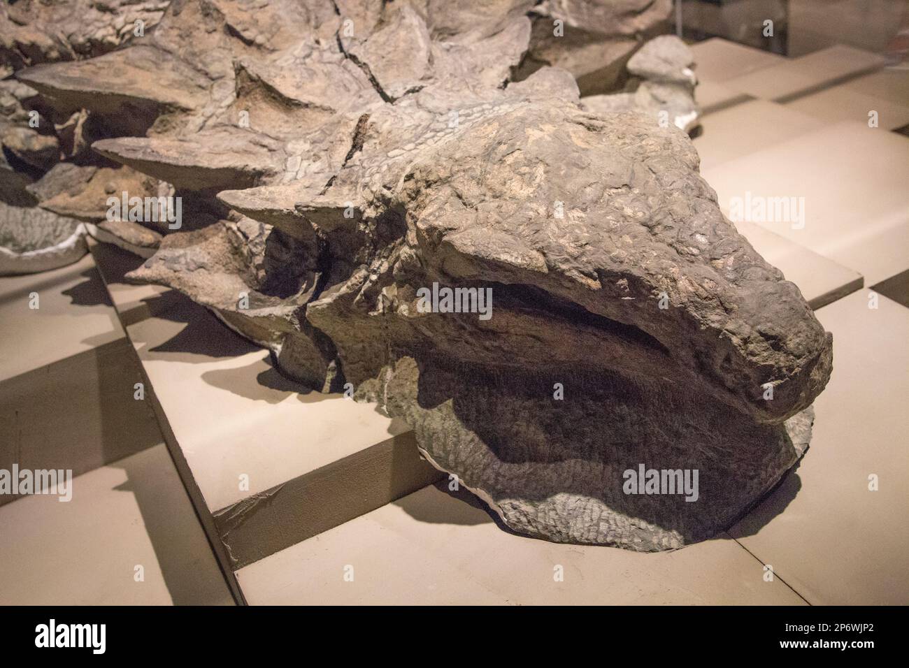 Nodasaurus hi-res stock photography and images - Alamy
