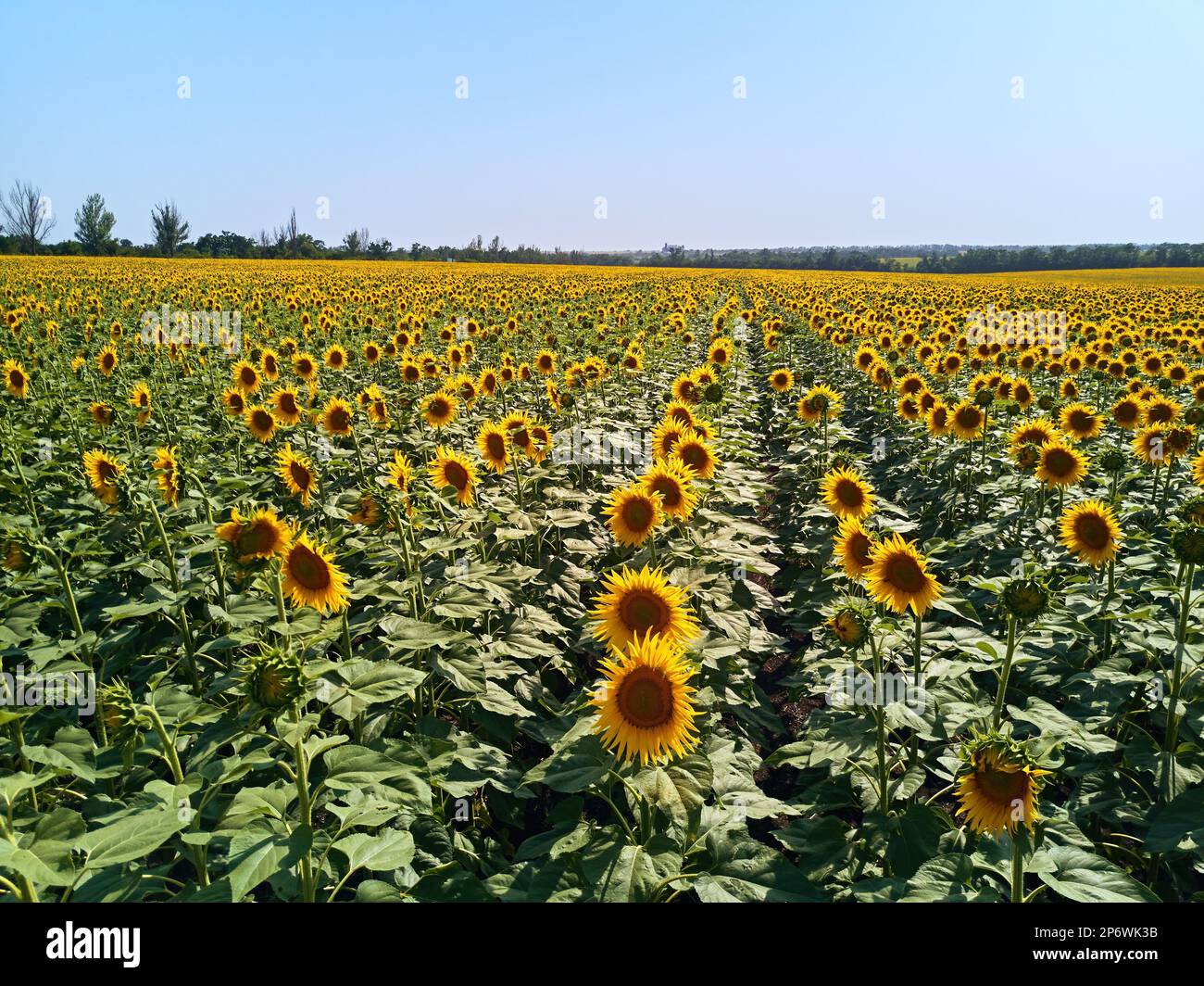 Aerial of sunflowers field. Drone flight over blooming sunflower field ...