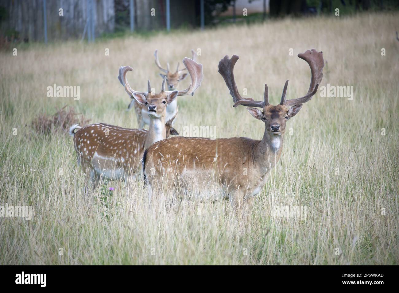 European fallow deer. Male (buck) of fallow deer with palmate antlers ...