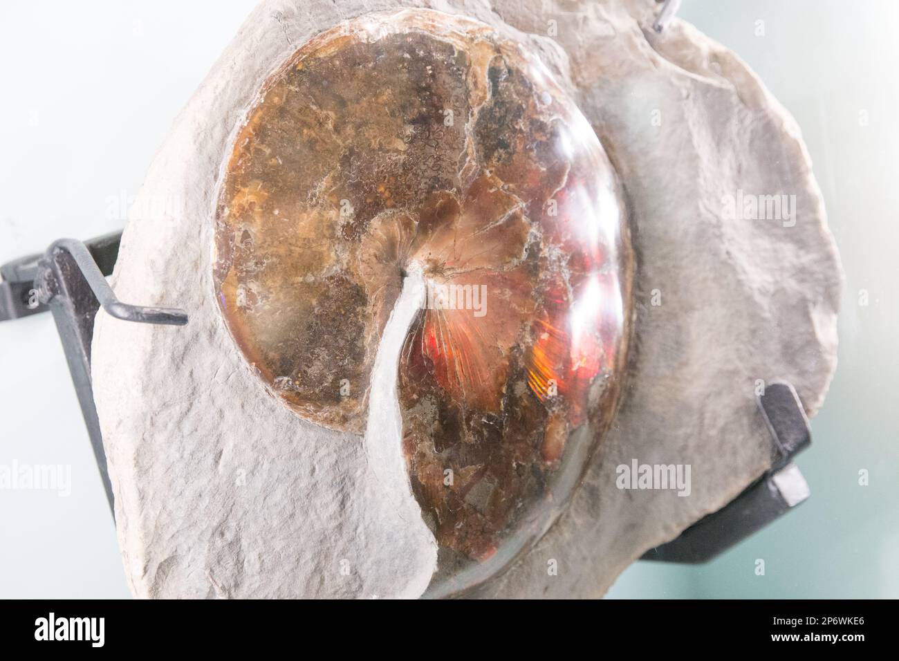 Sea shell fossils hi-res stock photography and images - Alamy