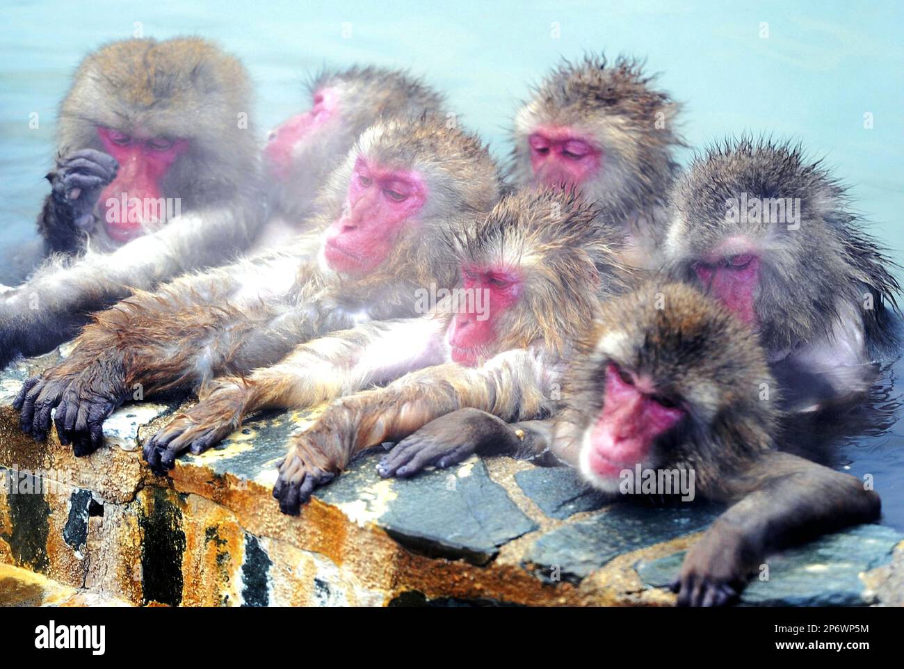Japanese monkeys soak in a hot spring at Hakodate City Tropical Garden ...