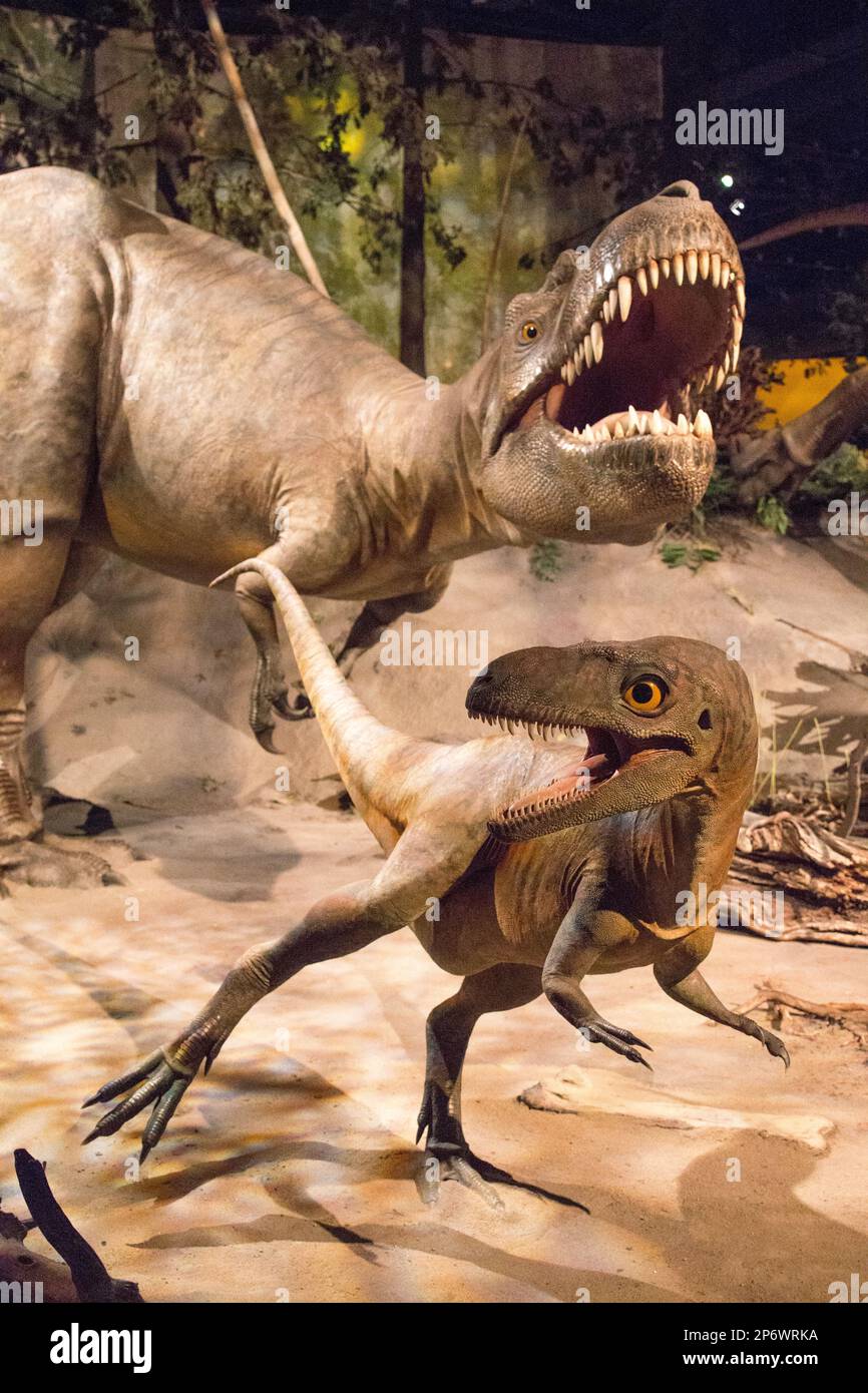 Dinosaur gallery hi-res stock photography and images - Alamy