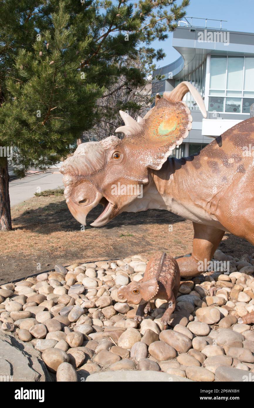 Royal tyrrell museum of paleontology hi-res stock photography and ...