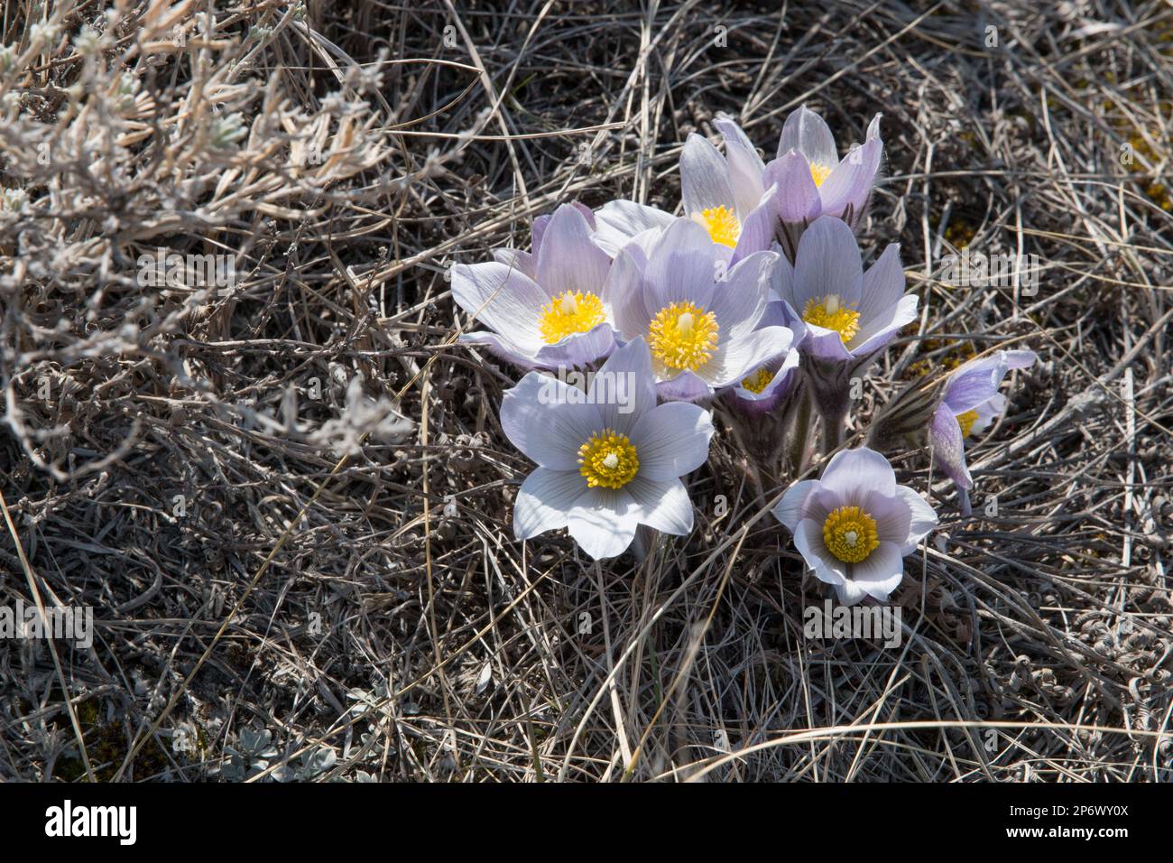 Prairie shrubs hi-res stock photography and images - Alamy