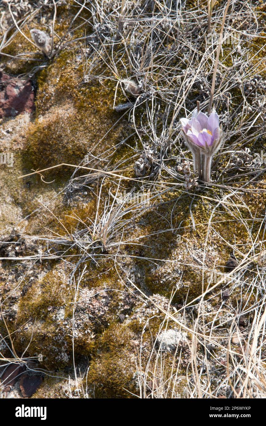 Cold hardy crocus hi-res stock photography and images - Alamy