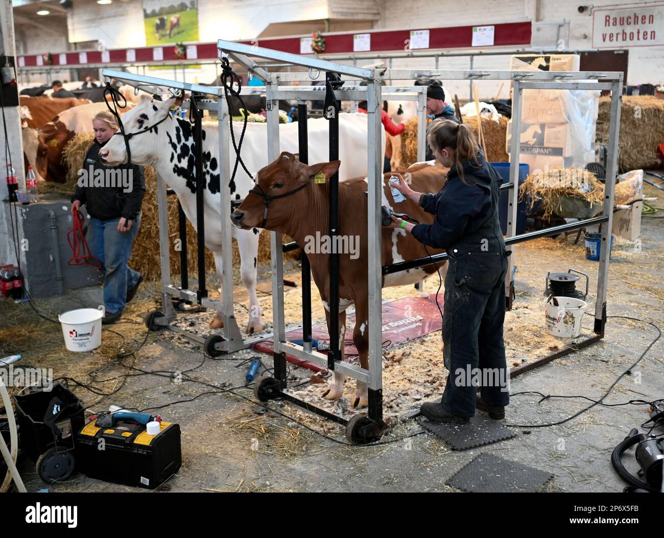 Leer, Germany. 07th Mar, 2023. Cow stylist Johanna Bakker styles a cow ...